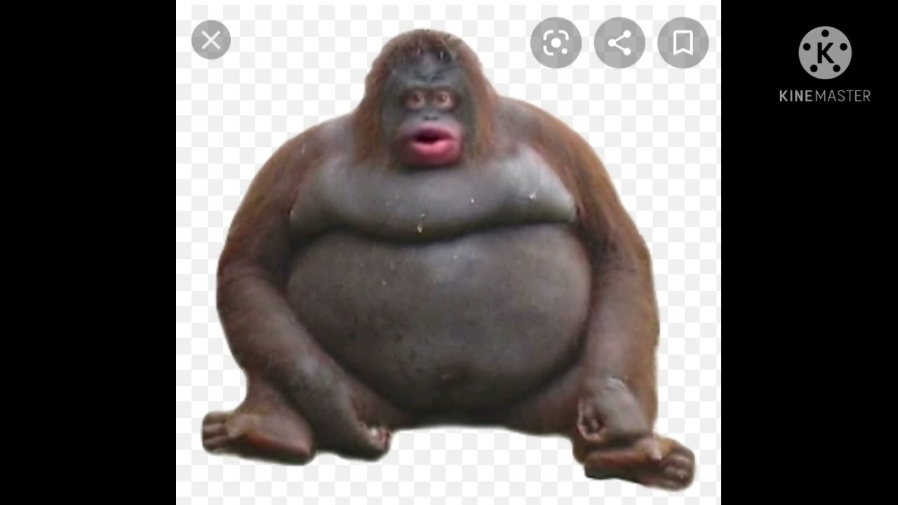 uh oh stinky monkey - YouTube