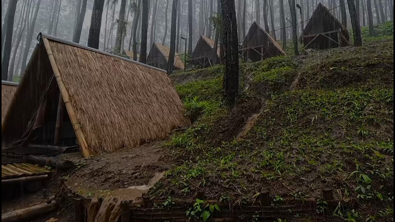 Gentle Pine Forest Rain Sounds for Relaxation, Meditation, and Better ...