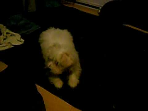 gizmo cockapoo tricks 12 weeks old - YouTube