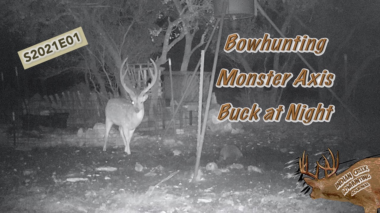 Bow Hunting Monster Axis Buck at Night - Indian Creek Bowhunting ...