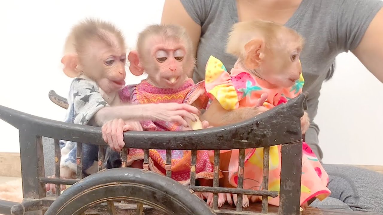 Let's Ride Ox Cart With Lovely Baby Monkeys To Get Fruits From Mommy Of ...