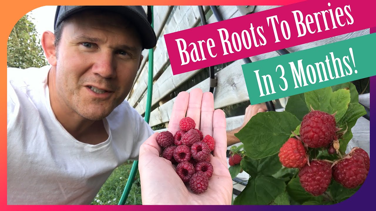 Planting Bare Root Killarney Raspberry Bushes - YouTube