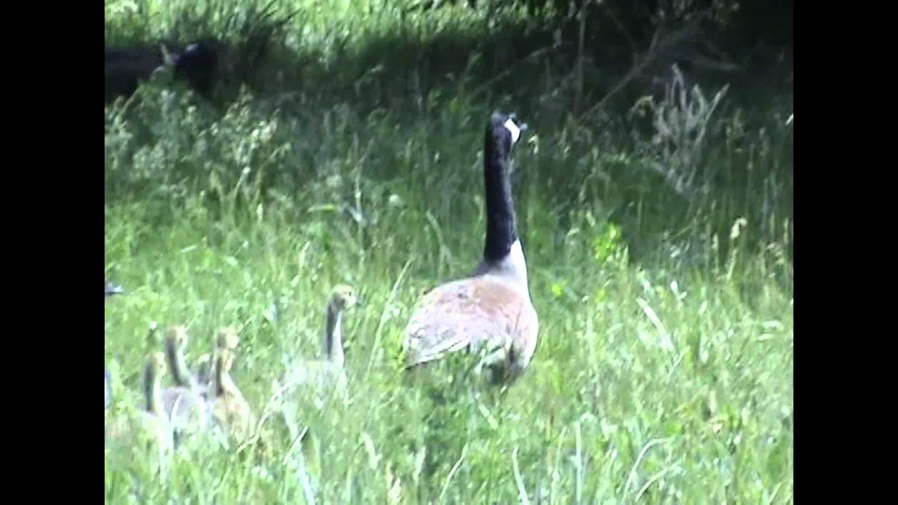 Free Giant Big Bird Video Maxima Canada Goose, Greater Canadian Geese ...