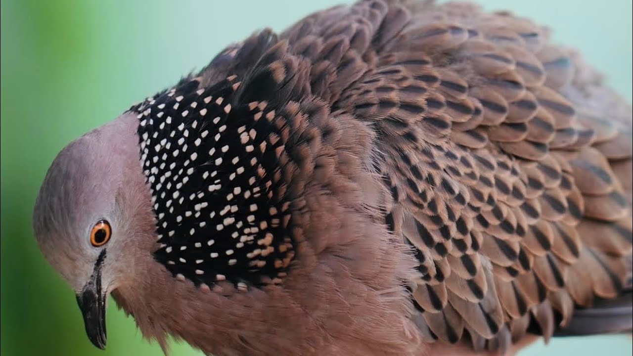 KHÔNG QUẢNG CÁO | Tiếng Chim Cu Gáy Mồi Cực Chuẩn Hay || Chim Cu Gáy ...