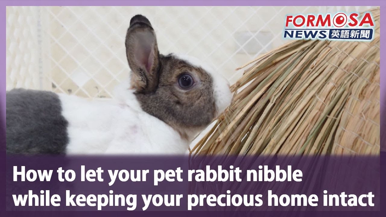 How to let your pet rabbit nibble while keeping your precious home ...
