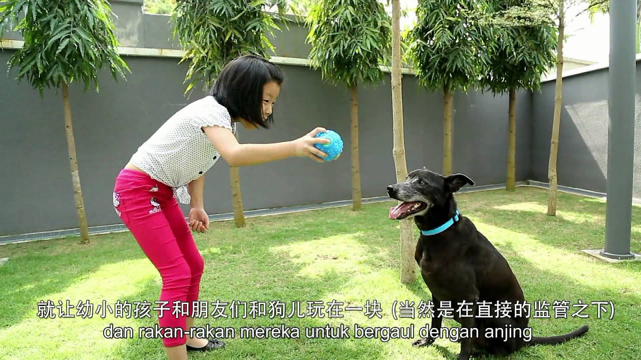 DOG 101 Management Tips - Topic 4 - YouTube