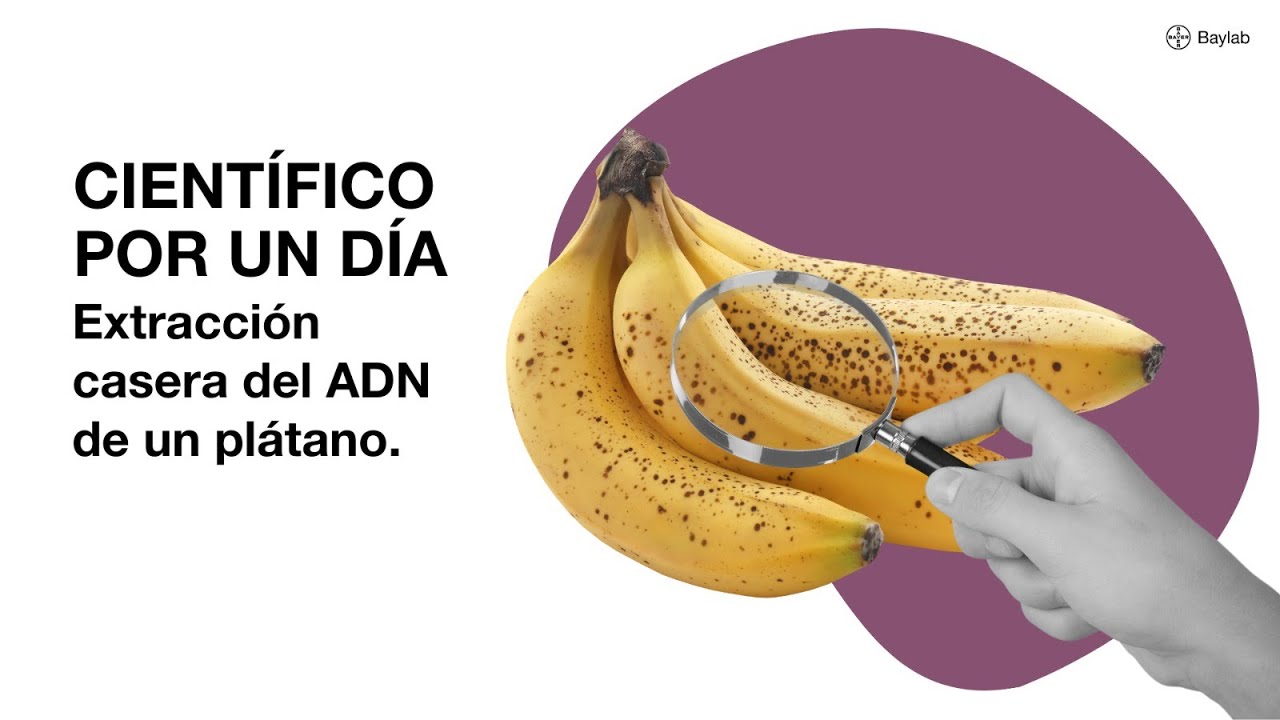 Extracción casera del ADN de un plátano. - YouTube