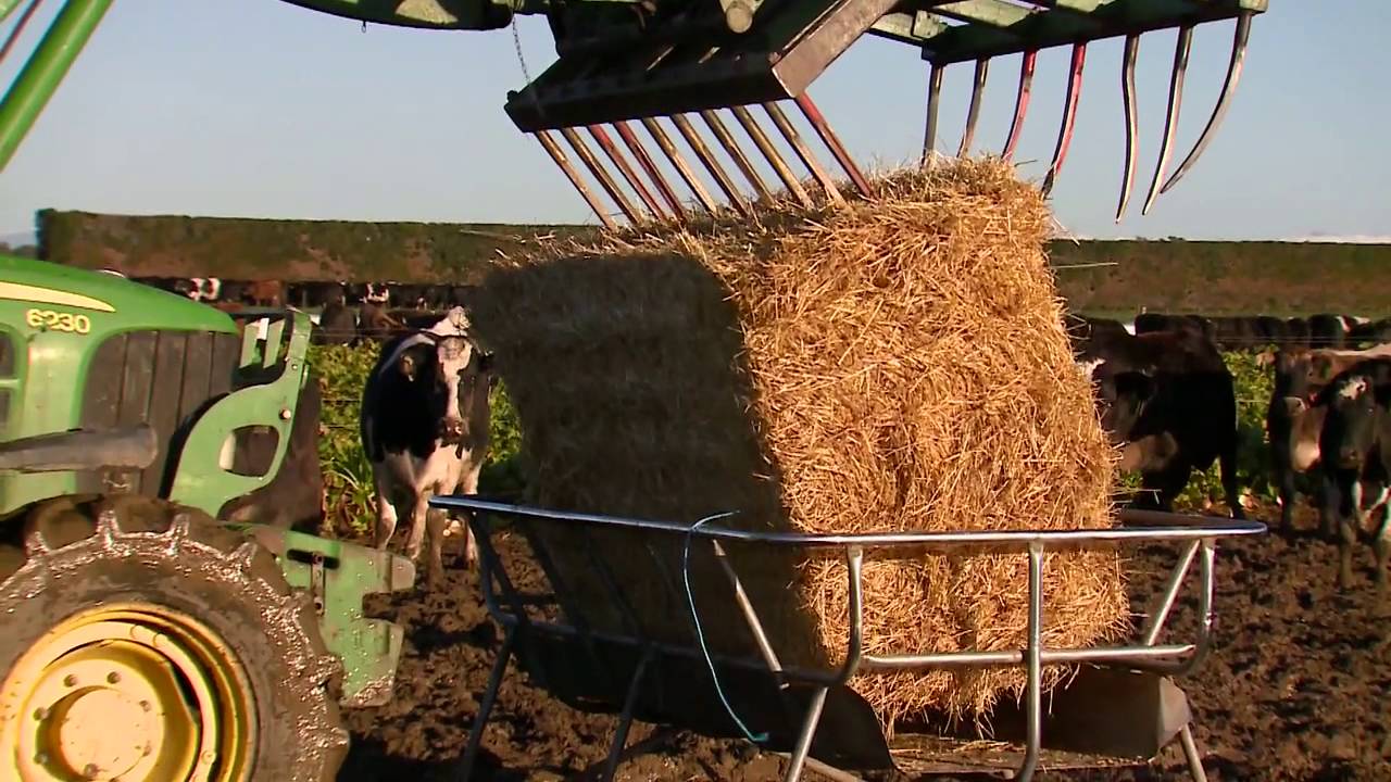 Dairy NZ Winter Grazing: Good Management Practices - YouTube