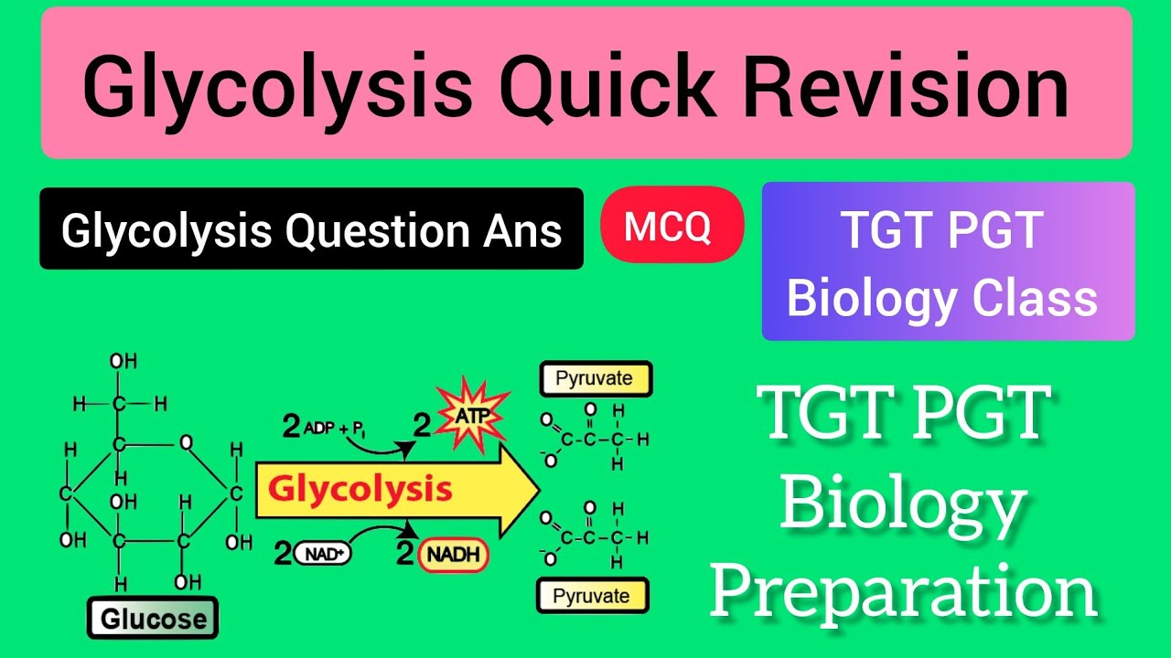 Glycolysis MCQ, Cellular Respiration MCQ, Glycolysis Question Answer ...