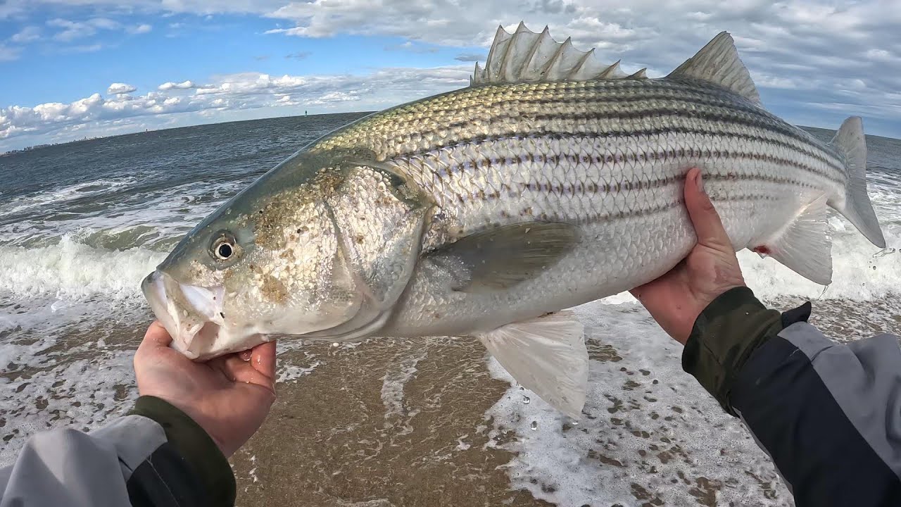 NEVER Fish the Surf Without This Lure (Slaying BIG Fish on Metal Lip ...