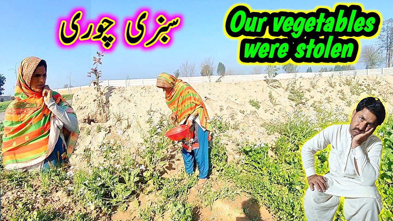 Our vegetables were stolen 🍇🌶🍆!! sabzi chori ho gai !! pak ounjabi ...