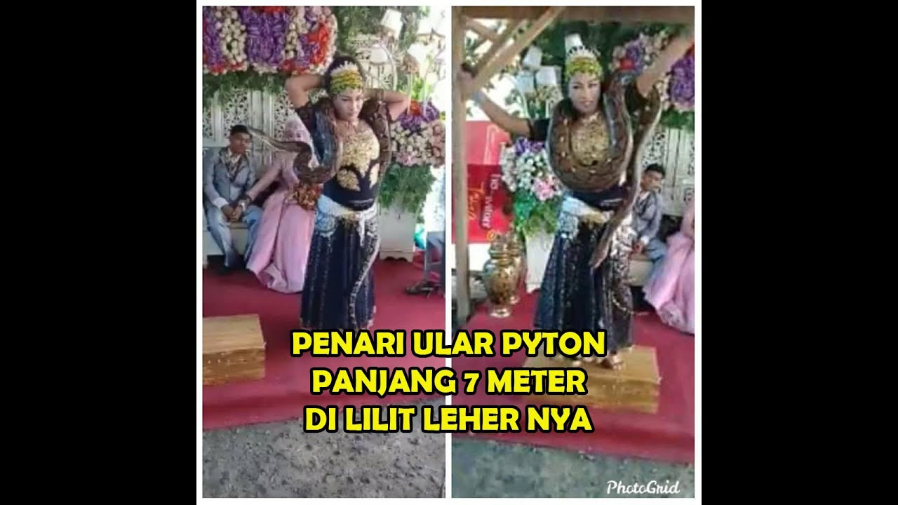 Penari Ular Piton Panjang 7 Meter Di Lilit Leher nya - YouTube