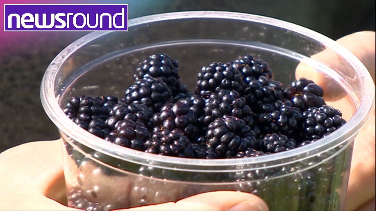How to pick the perfect berries 🫐🍒 | Newsround - YouTube