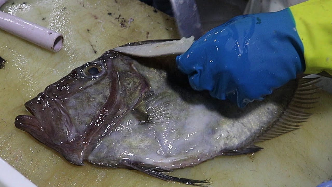 AMAZING FILLETING SKILLS FROM PRO FISH CLEANER | JOHN DORY CLEANING ...