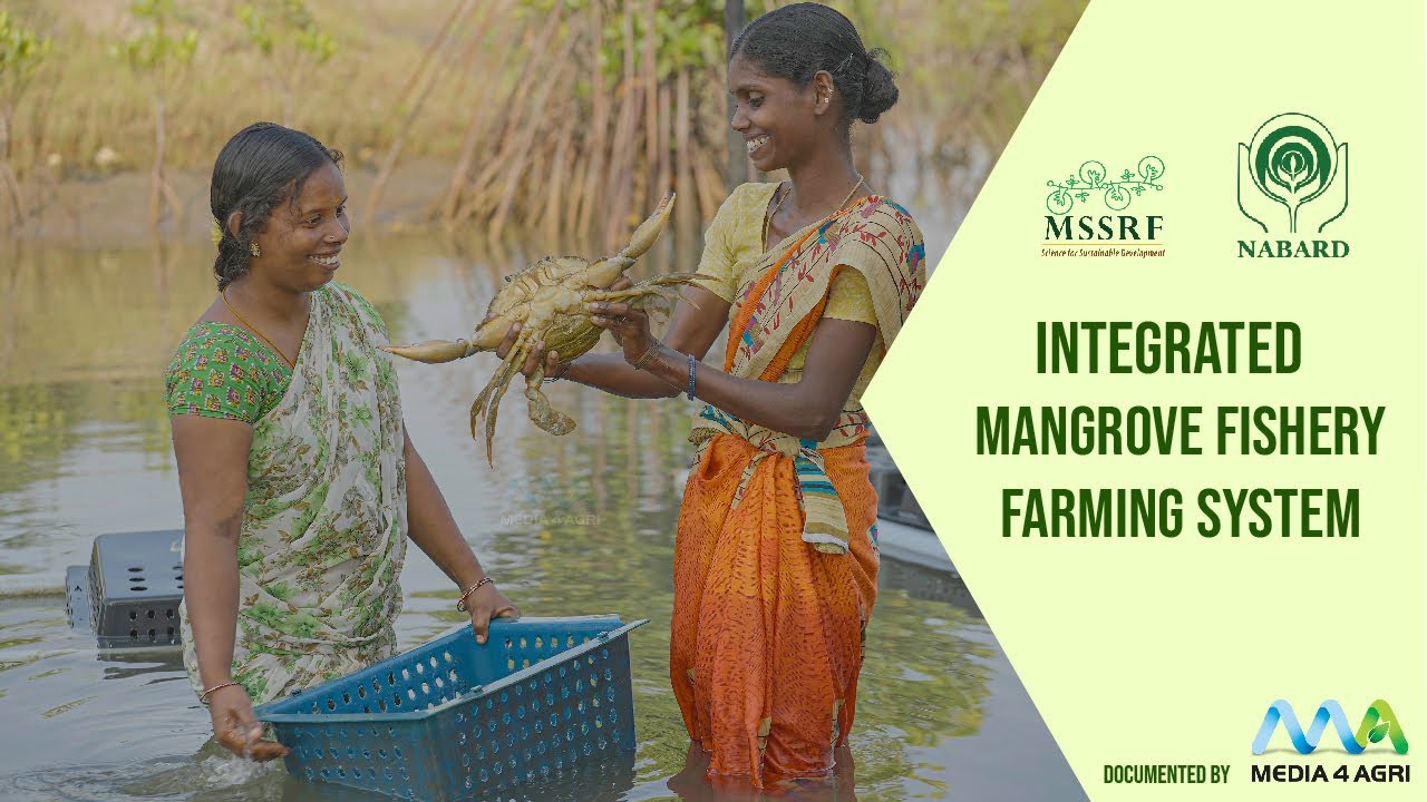 NABARD and MSSRF Integrated Mangrove Fishery Farming System - YouTube