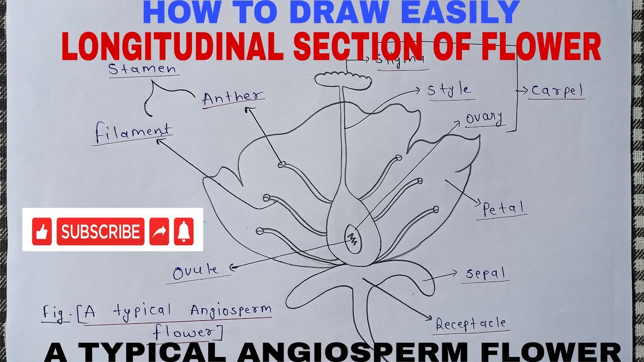 How to draw Longitudinal Section of Flower 🌷/ L.S of a flower (A ...