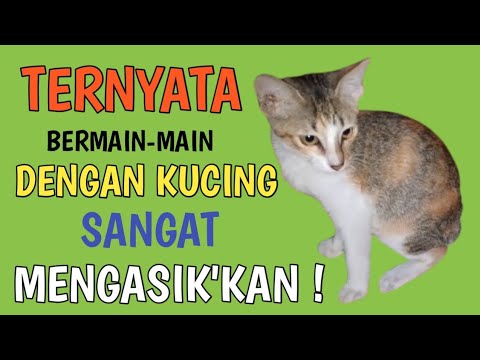 TERNYATA BERMAIN-MAIN DENGAN KUCING SANGAT MENGASIK'KAN - YouTube