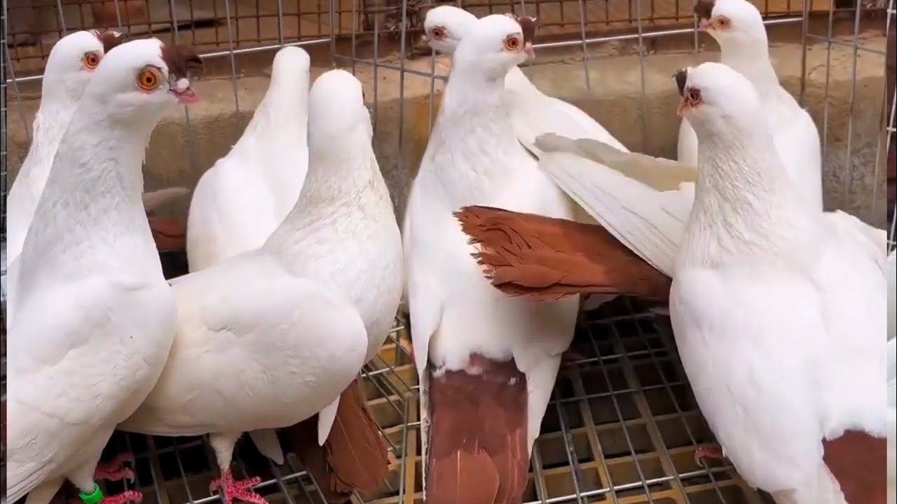 Beautiful Fancy Pigeons: Best Breeds & Farm Footage Compilation #2 ...