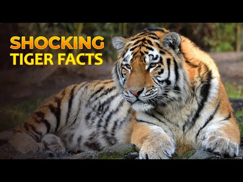 Amazing Facts About Tigers: A Look into the World of these Majestic Big Cats