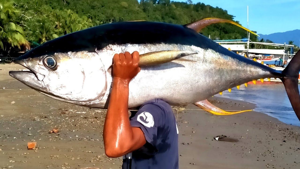 Hunt for Monster Tuna. Episode 1 - YouTube