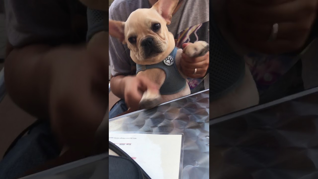 Frenchie puppy love dancing - YouTube