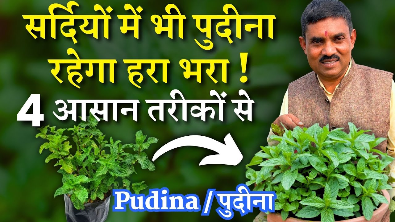 सर्दियों में भी पुदीना रहेगा हरा भरा || 4 आसान तरीकों से || Pudina In ...