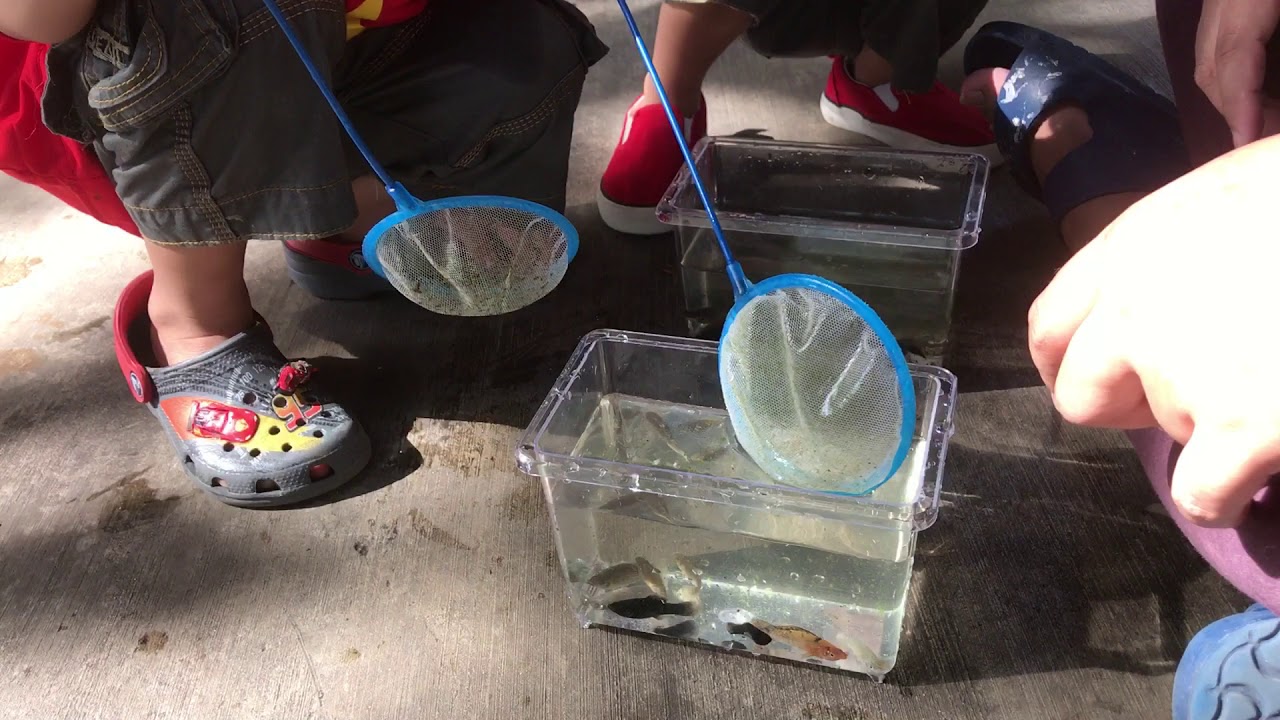 Fish transfer - YouTube