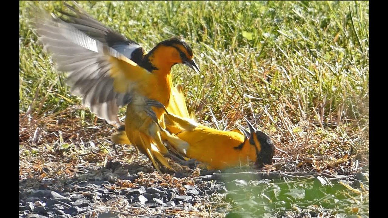 Oriole Fight - YouTube