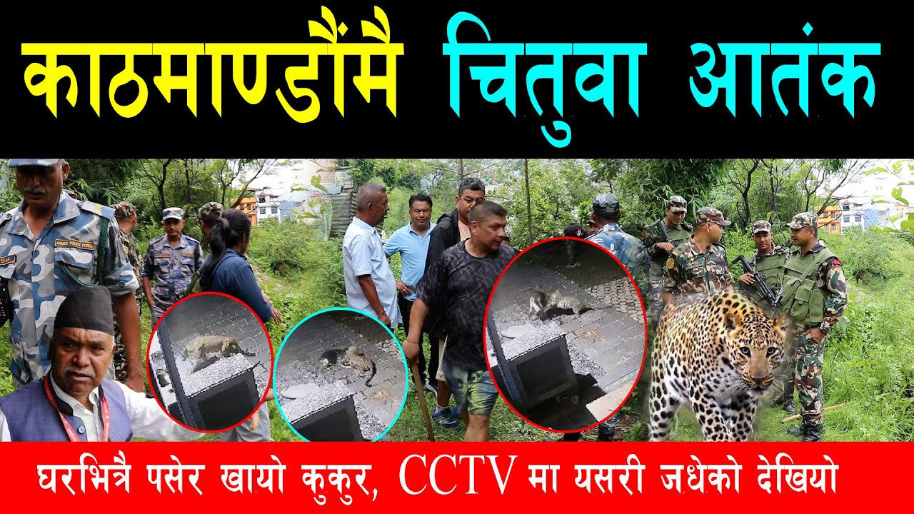 चितुवाले काठमाण्डौंमा घरभित्रै पसेर कु'कु''र खा' यो, दिउसै शहरको बिचमा ...