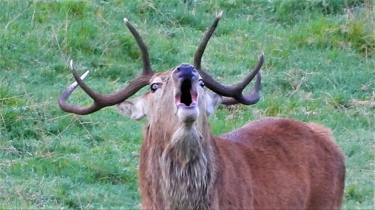 RED DEER RUT 2021 👀 Dancing STAG Charging 👀 - YouTube