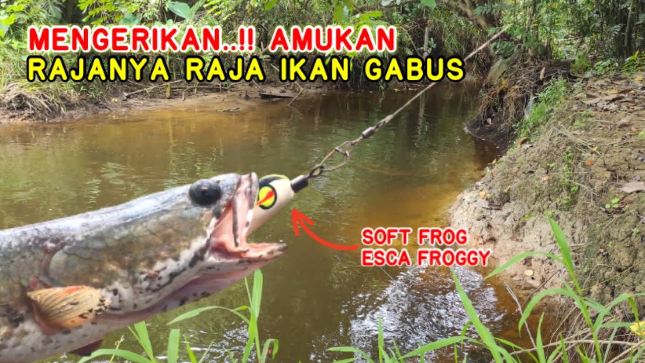 DIKIRA NYANGKUT BATANG KAYU, TERNYATA IKAN BESAR PAK - YouTube
