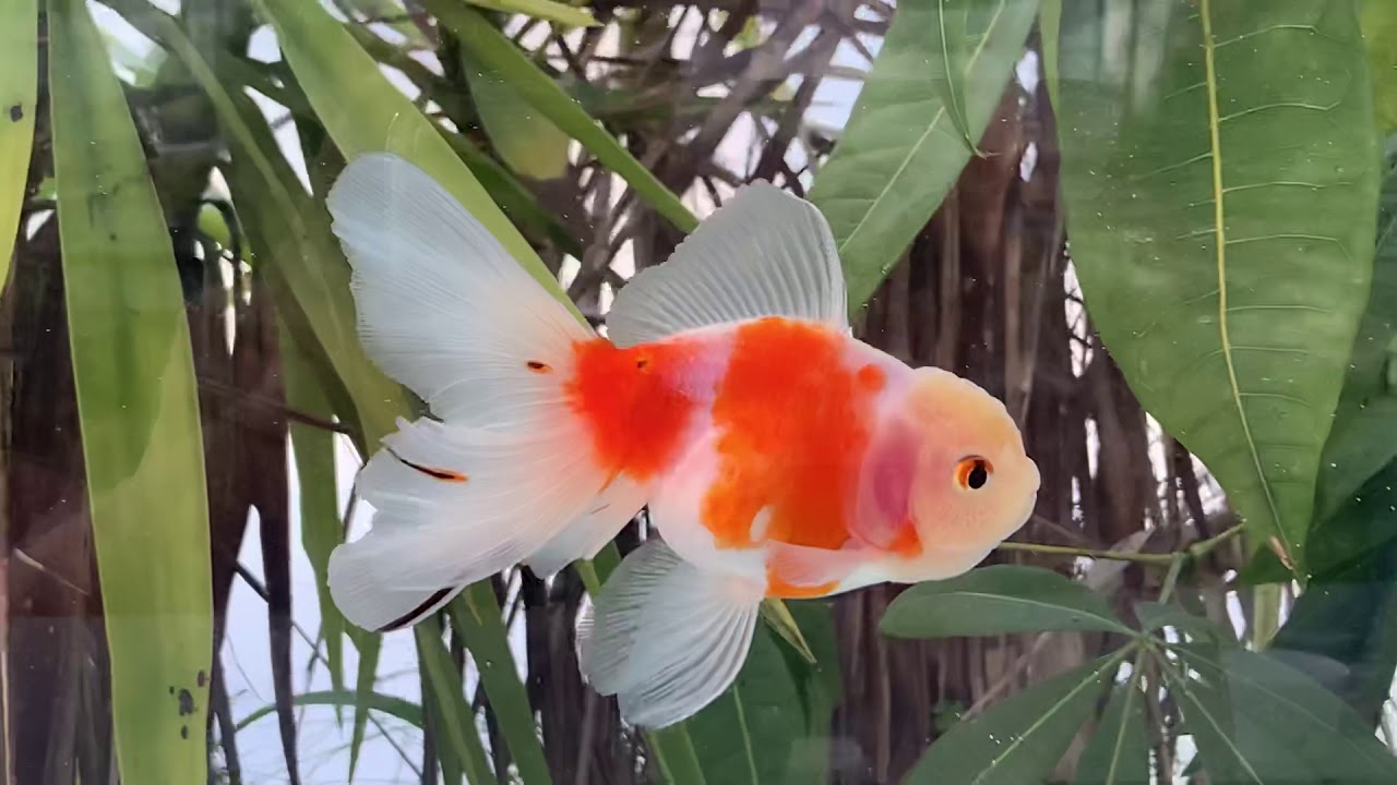 3537 female Sakura oranda - YouTube