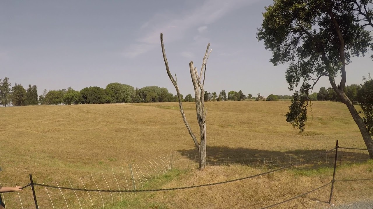 Newfoundland danger tree - YouTube