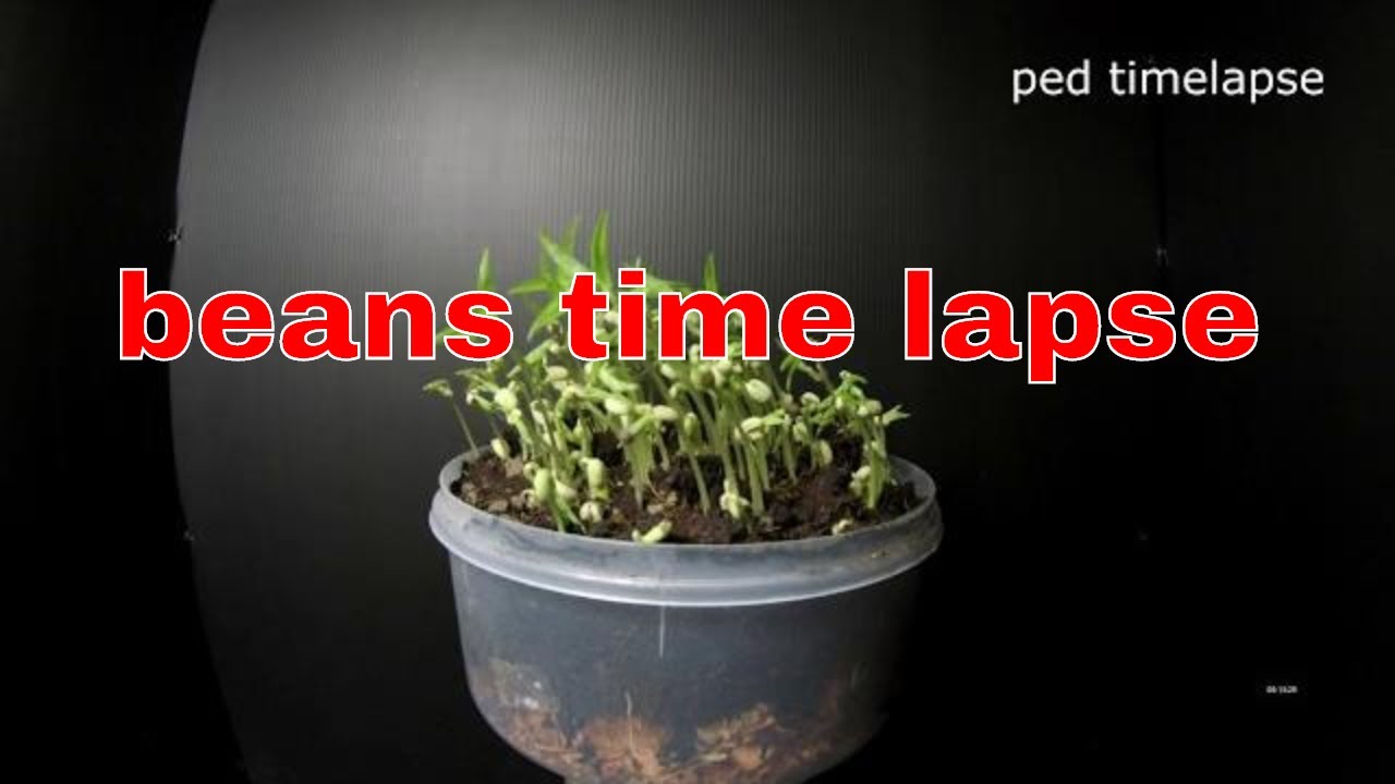 green bean growing time lapse - YouTube