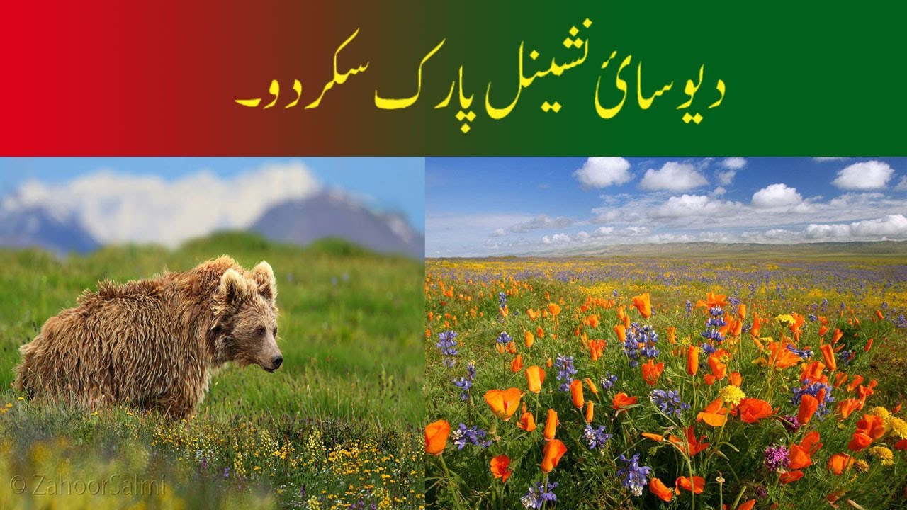 Deosai National Park Skardu - Land of Giants - Brown Bear - Deosai ...