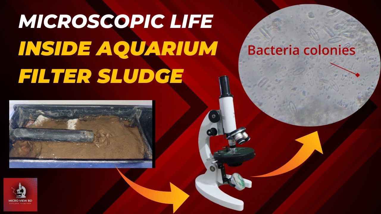 What's REALLY Living in Your Aquarium Filter Sludge - YouTube