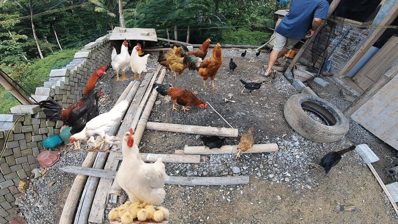 Back Yard Chickens Continuous Footage! Rooster Crowing! Hens Clucking ...