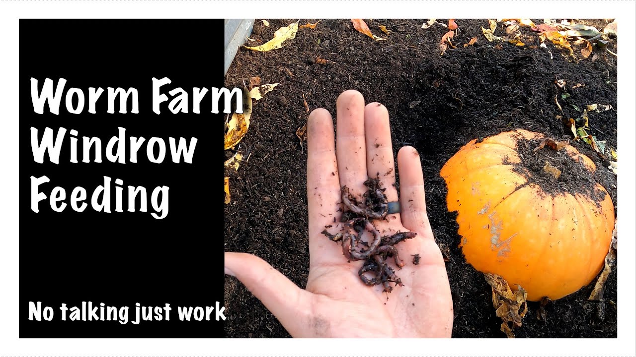Worm Farm Windrow Feeding - No Talking just WORK - YouTube