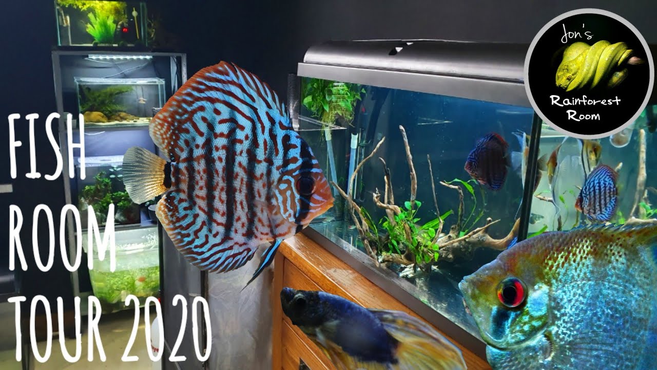 Fish Room Tour 2020 - YouTube