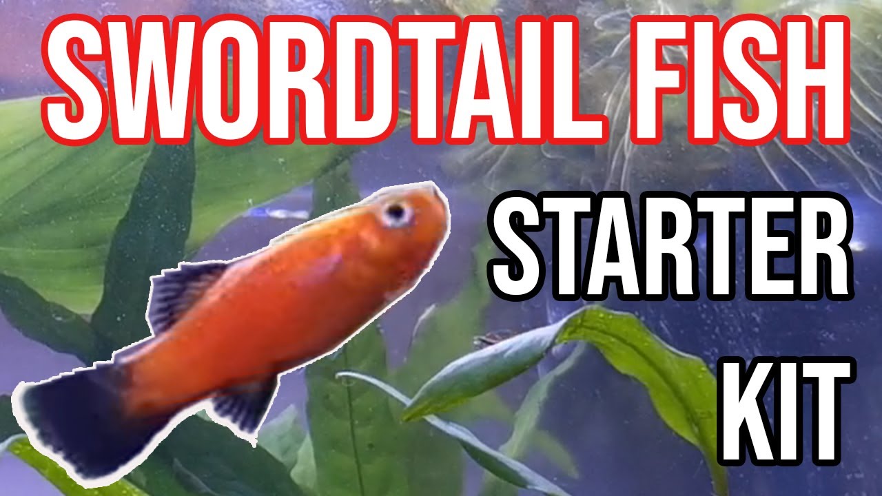 Everything You Need to Know about Swordtail Fish (How to Care for ...