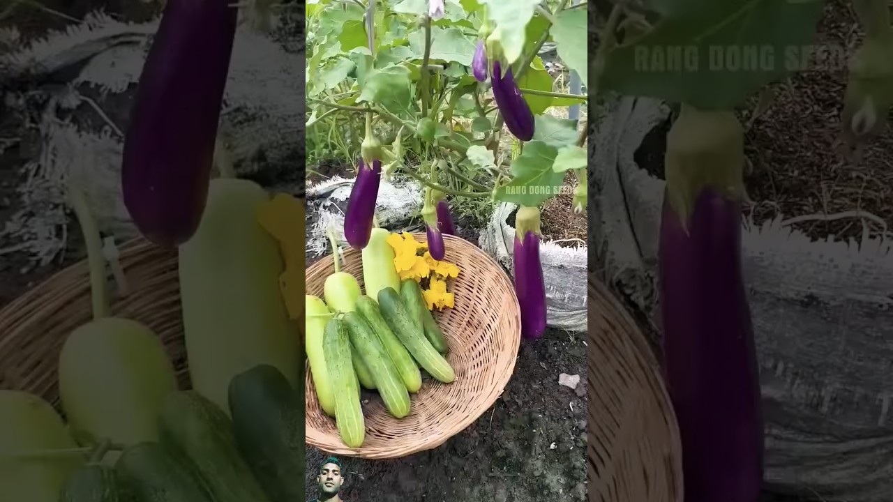 Harvesting vegetable khera #shorts #youtubeshorts #gardeningtips # ...