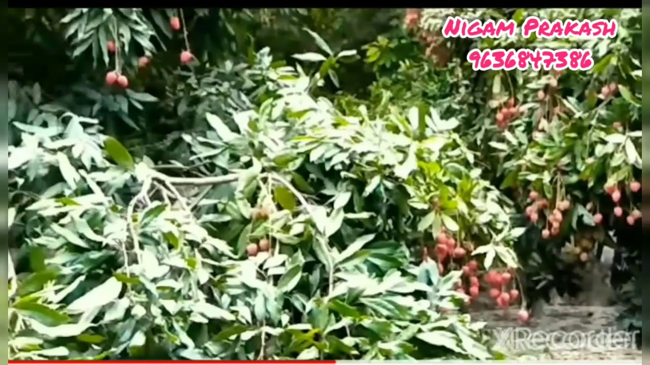 Famous Shahi Litchi of Muzaffarpur. - YouTube