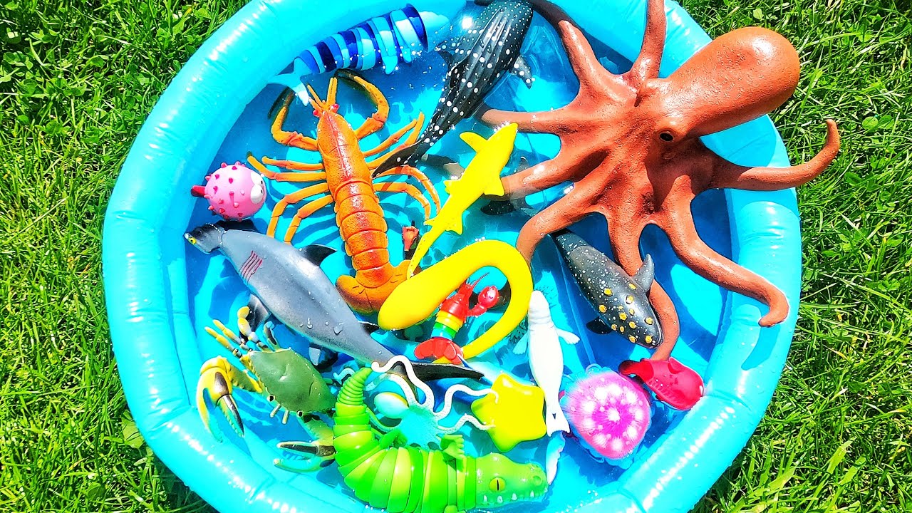 Learn sea animal names for babies toddlers preschoolers & kids - YouTube