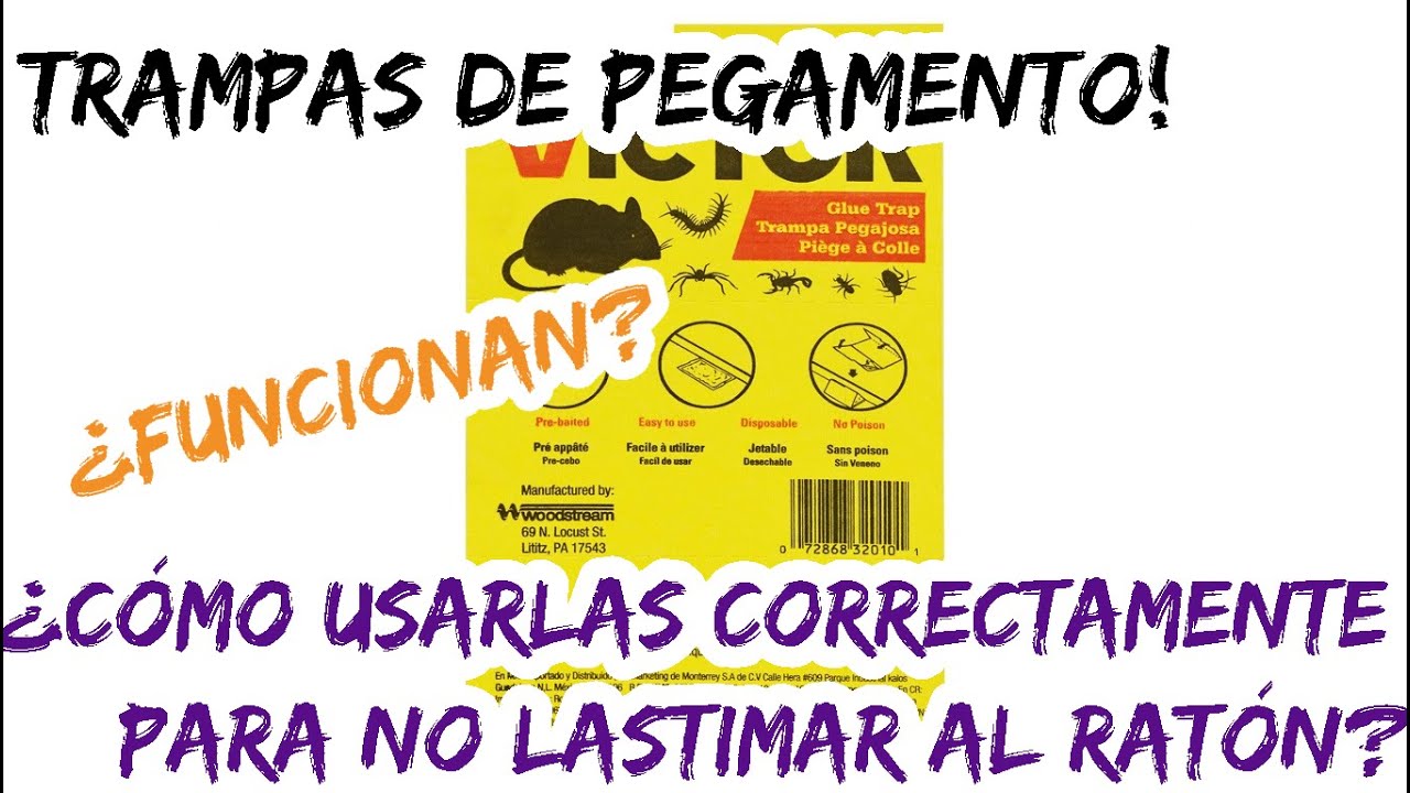 ¿Como usar las trampas de pegamento para no dañar al ratón? - YouTube