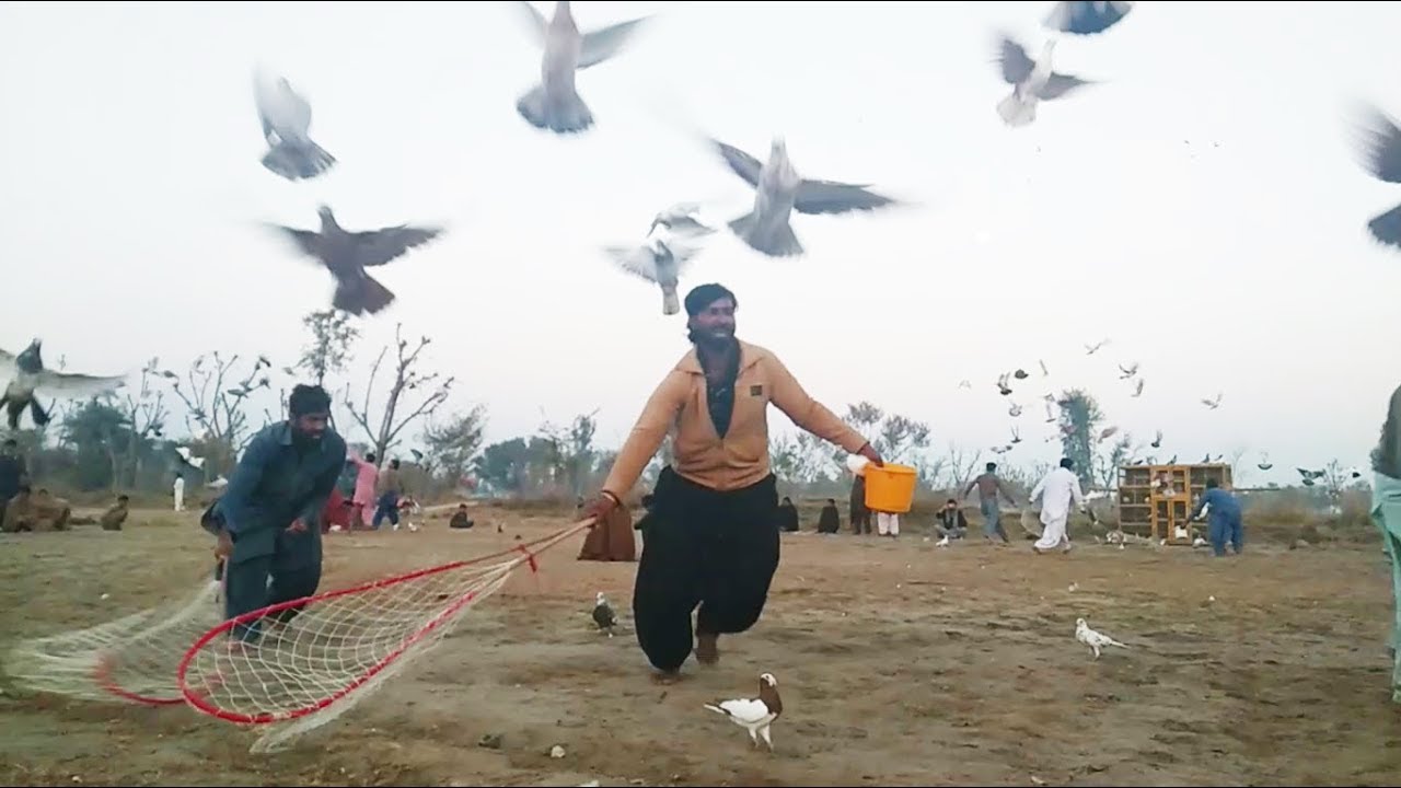 Pigeon Racing 2020 | Kabutar Ka Kara In Pakistan - YouTube