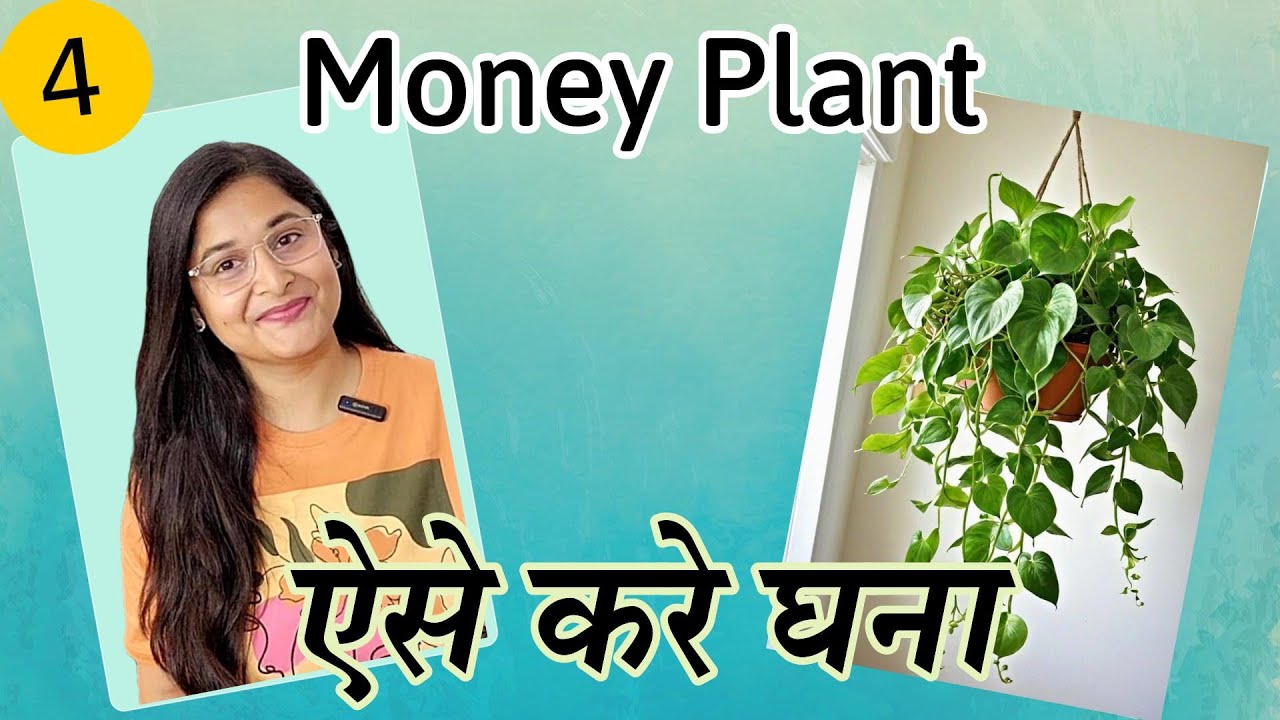 🔴MONEY PLANT COMPLETE CARE TIPS/ MONEY PLANT BUSHY, FERTILIZER, POT, SEASON/ मनी प्लांट कैसे ...
