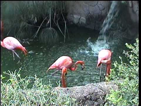 Trinidad's Emperor Valley Zoo #1 - YouTube