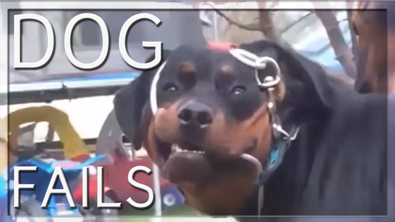 BEST DOG FAILS EVER (COMPILATION) 🐶 - YouTube