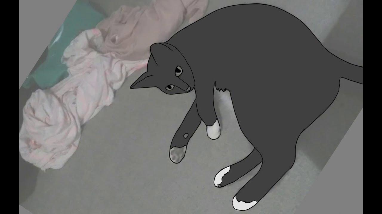 Tracing a cat picture part 1 - YouTube