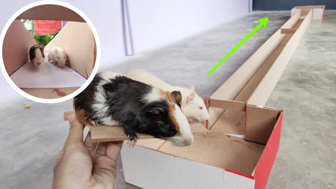 Ultimate Rat Race 😱 काला चूहा 🐀जीतेगा या सफेद ?? Behavior Of Rats In a ...